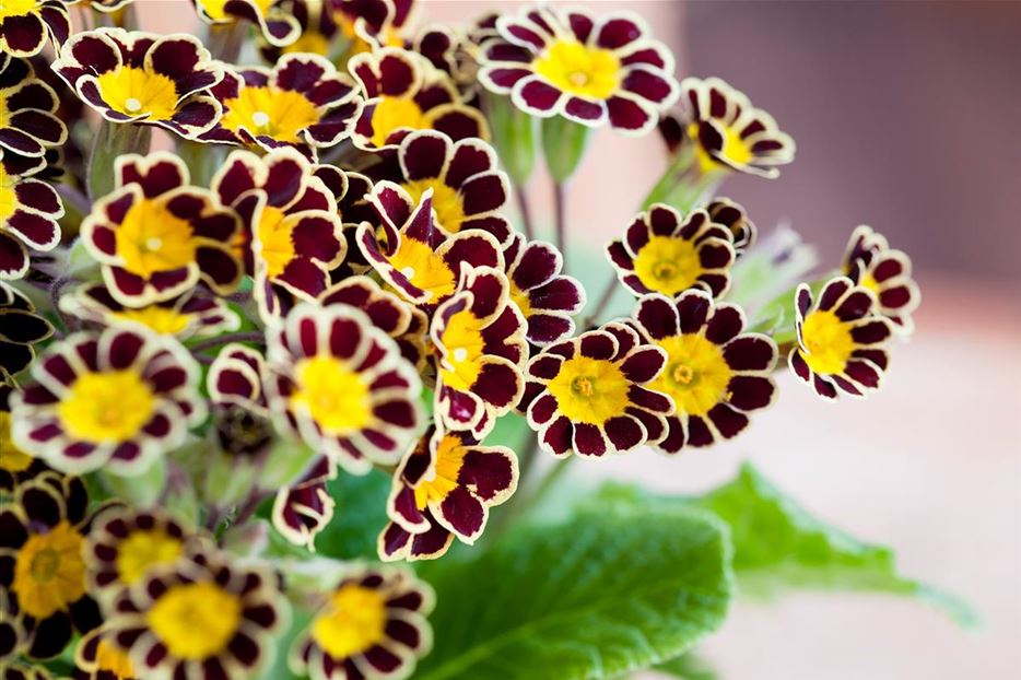 Farbenfrohe Frühlingsboten: Primeln im Garten