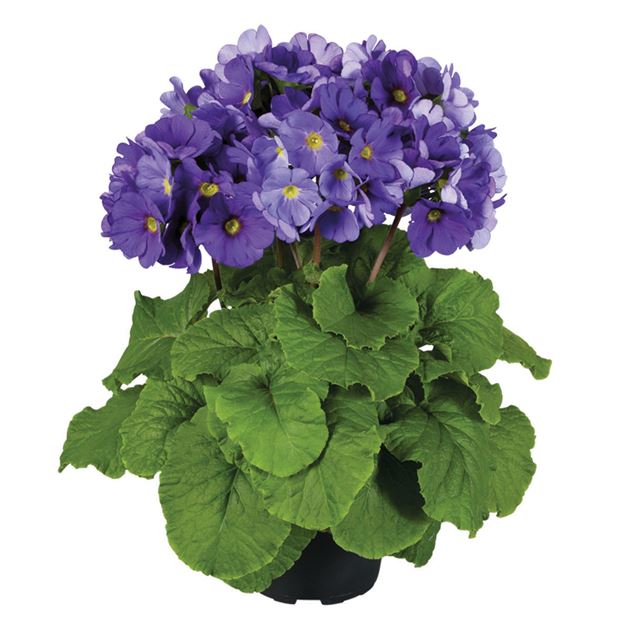 Becher-Primel 'Touch Me® Dark Blue', Primula obconica