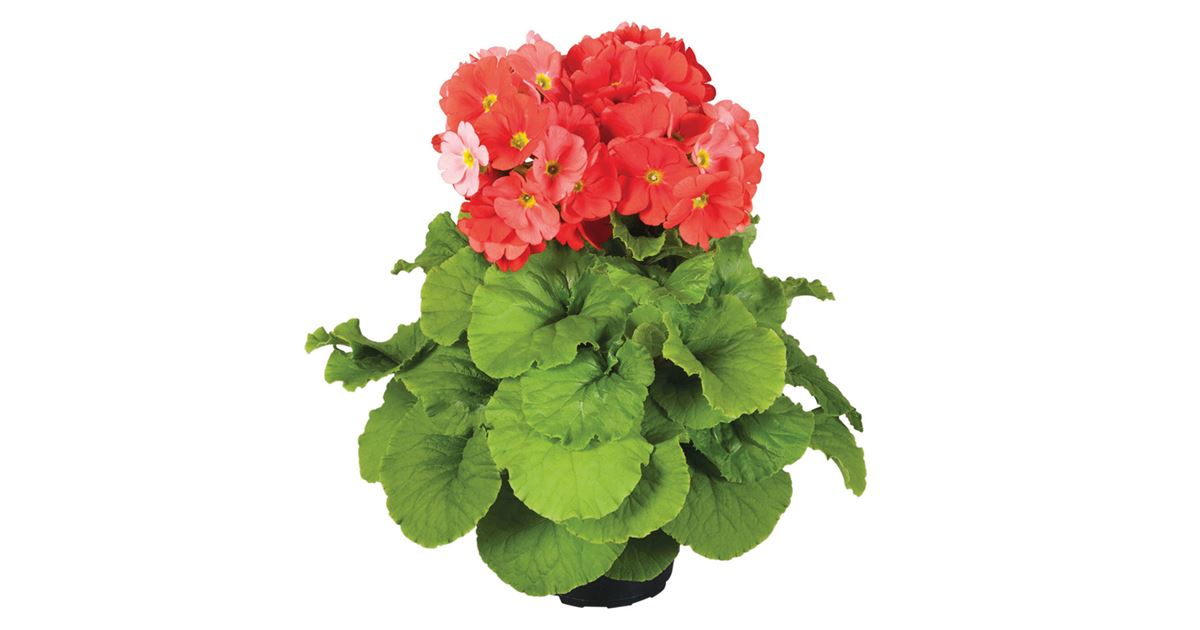 Becher-Primel 'Touch Me® Dark Orange', Primula obconica