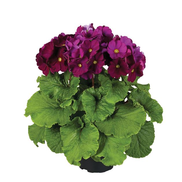 Becher-Primel 'Touch Me® Magenta', Primula elatior