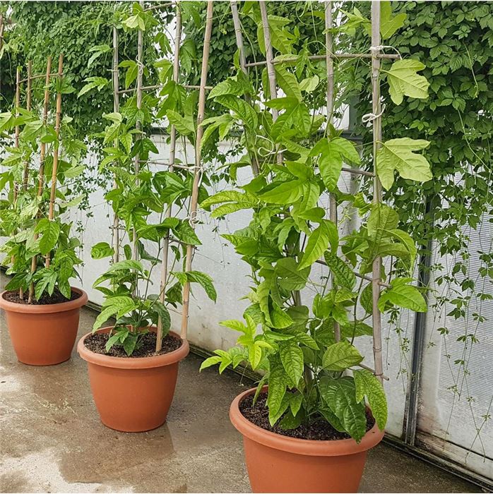 Maracuja 'Suntropics®', Passiflora edulis