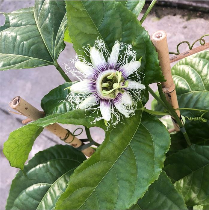 Maracuja 'Suntropics®', Passiflora edulis
