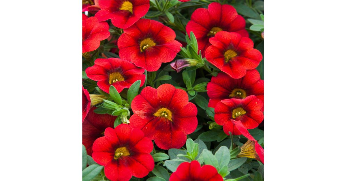 Zauberglöckchen 'Calita® Compact Scarlet Red Eye', Calibrachoa cultivars