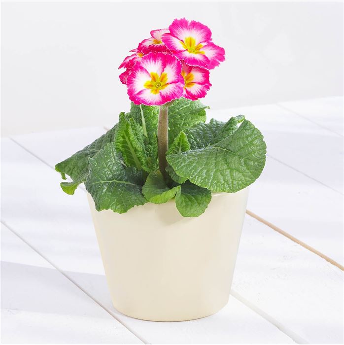 Stängelprimel Inara® 'Pink Bicolor', Primula elatior