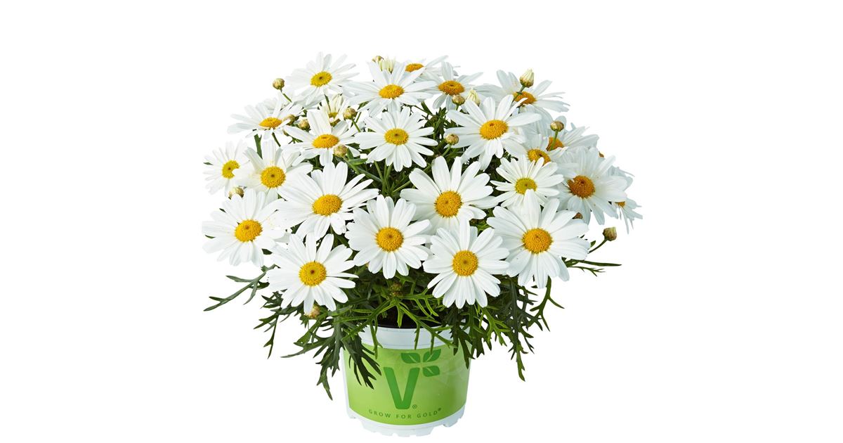 Strauchmargerite 'Aramis® Ice', Argyranthemum frutescens