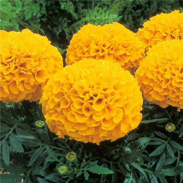 Tagetes 'Antigua Orange' F1, Tagetes x erecta