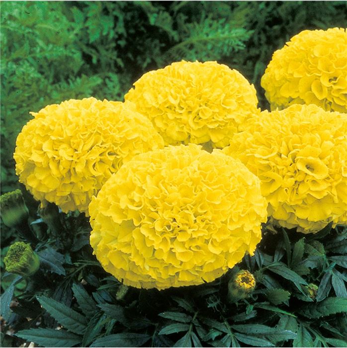 Tagetes 'Antigua Yellow' F1, Tagetes x erecta