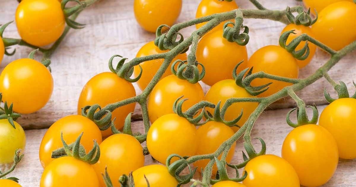 Cherrytomate 'Yellow Clementine', Solanum lycopersicum