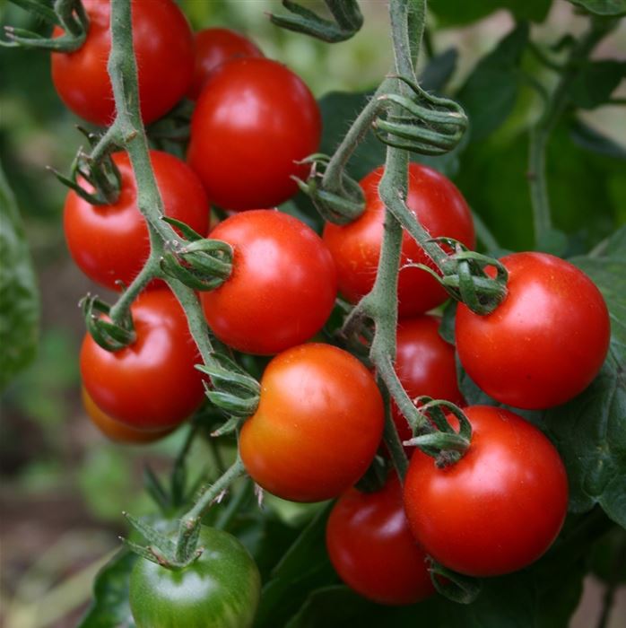 Cherrytomate 'Zuckertraube', Solanum lycopersicum