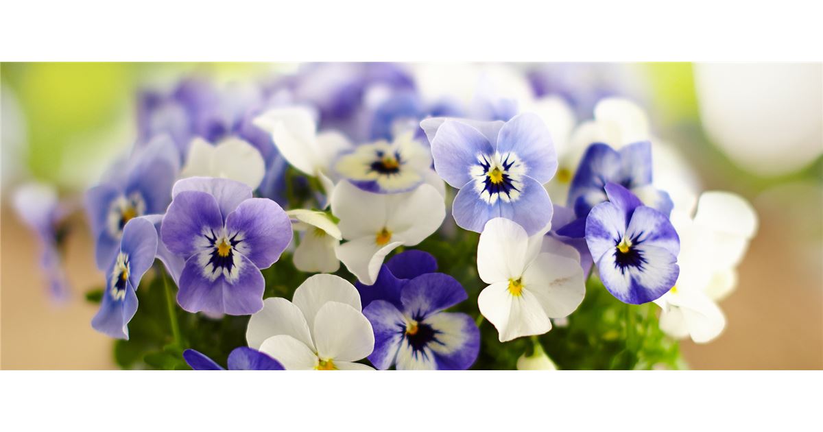 Downloads - Volmary - Die Pflanzenprofis