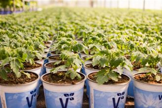 Volmary® Online Portal - Volmary - Die Pflanzenprofis