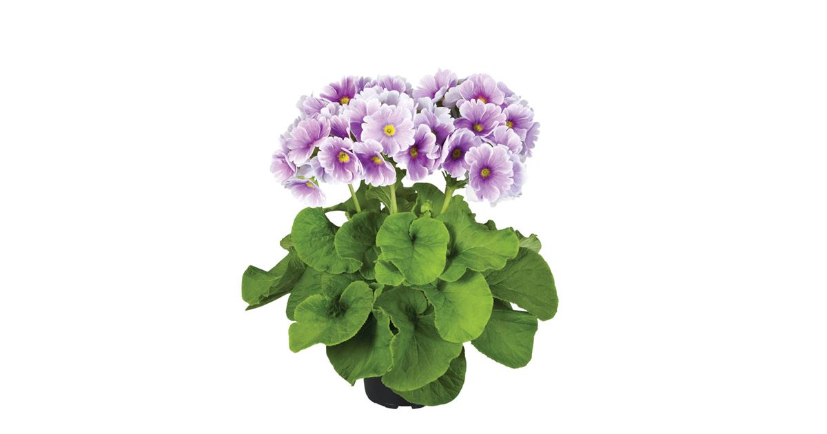 Becher-Primel 'Touch Me® Blue-White', Primula obconica