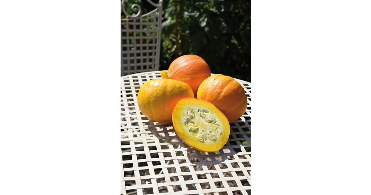 Hokkaido Kürbis 'Amoro' F1, Cucurbita maxima