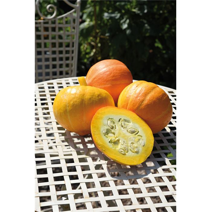 Hokkaido Kürbis 'Amoro' F1, Cucurbita maxima