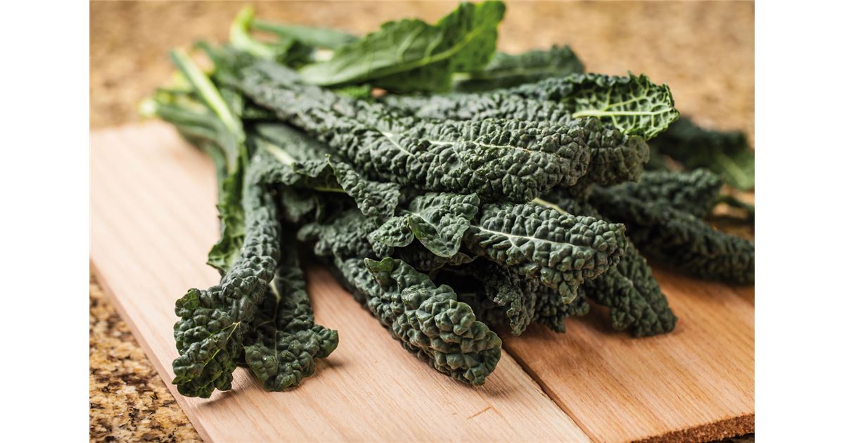 Palmkohl 'Nero di Toscana', Brassica oleracea var. palmifolia