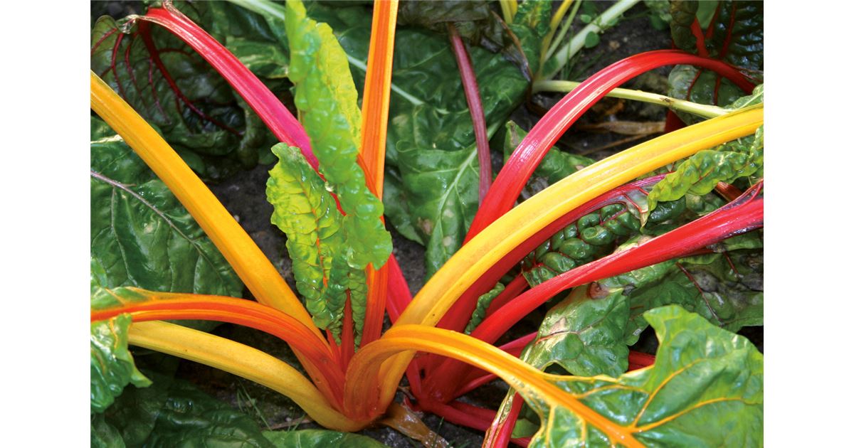 Mangold 'Five Colours', Beta vulgaris var. vulgaris