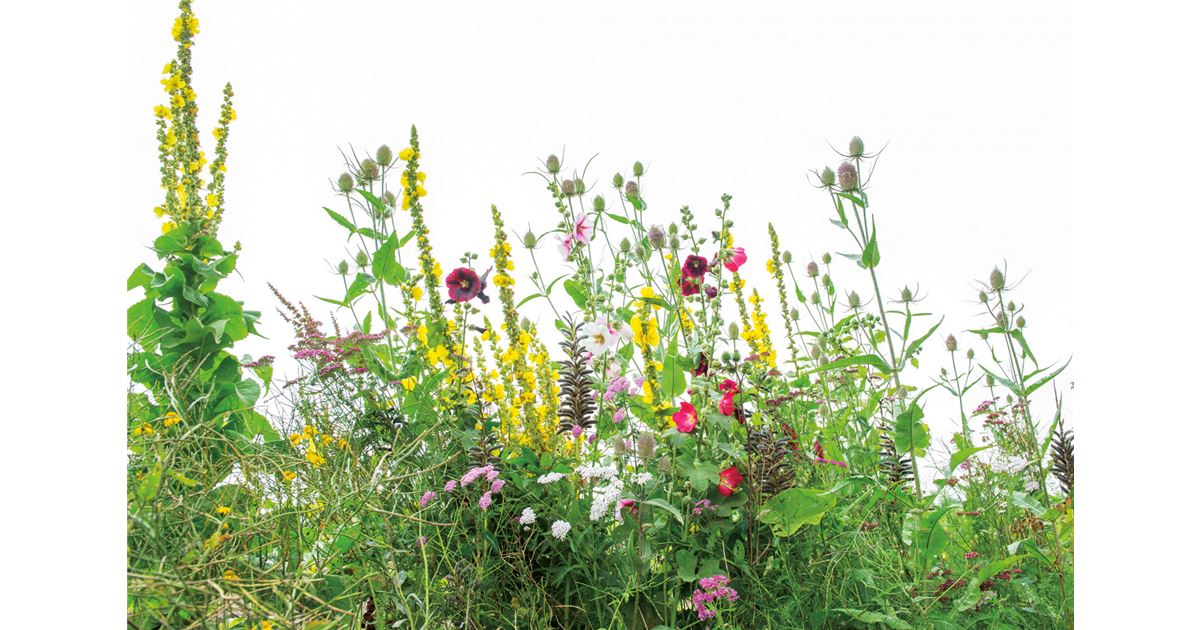 Wildblumen Mischung, Blumenmischungen / Flower Mix