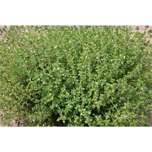 Thymian 'Deutscher Winter', Thymus vulgaris