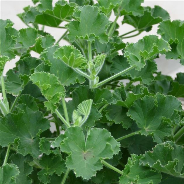 Cola-Duftgeranie 'Grandeur® Odorata Cola', Pelargonium x species