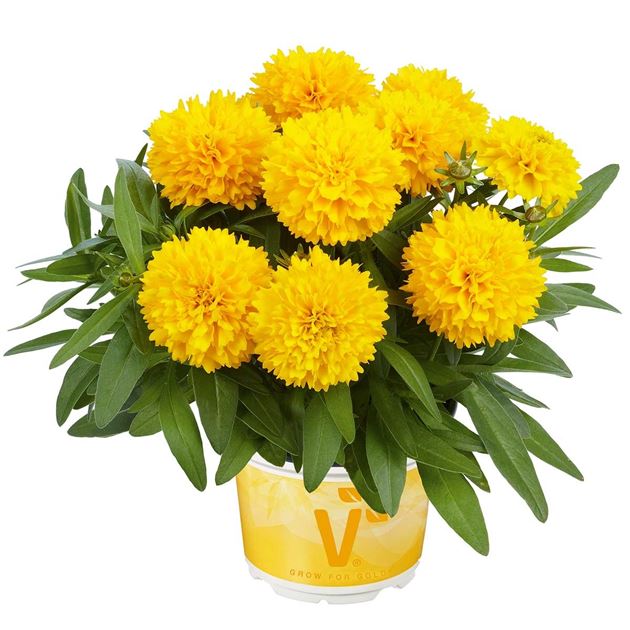 Großes Mädchenauge 'Solena® Compact Gold'