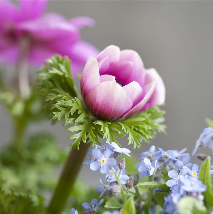 Anemone 'Animo® Pink Colours'