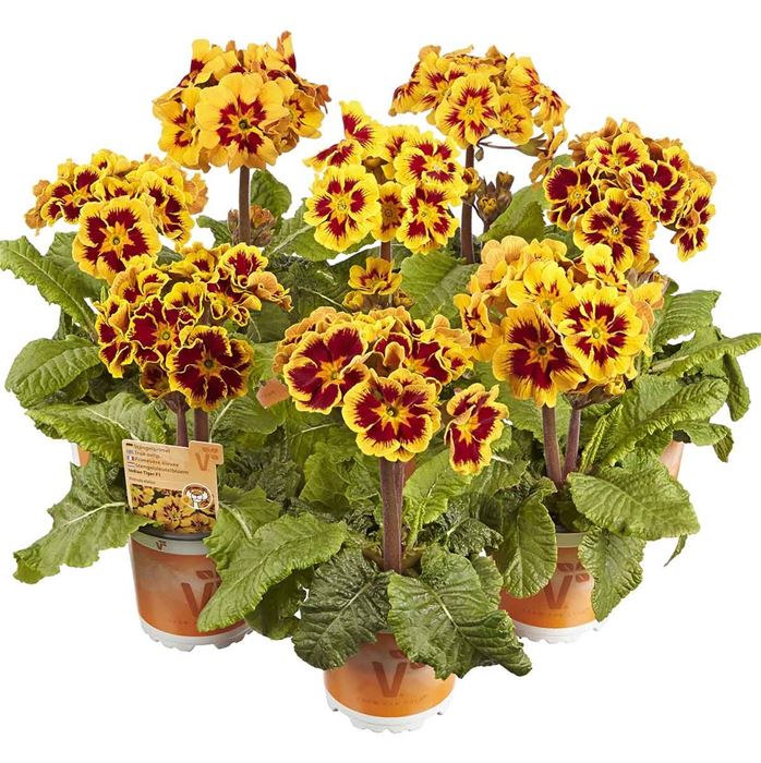 Primel 'Indian Tiger' F1