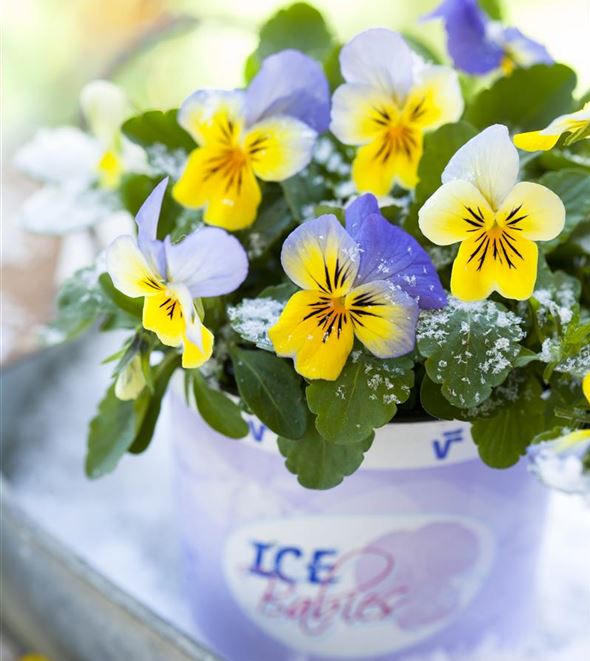 Über uns - Volmary - Die Pflanzenprofis