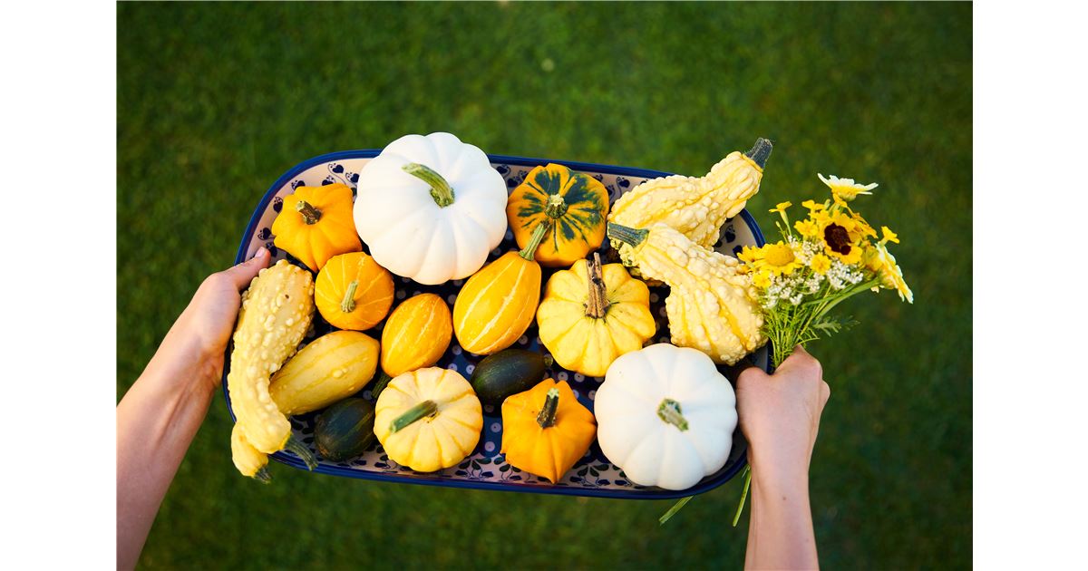 Herbstzeit ist Kürbiszeit – Tipps und Infos!