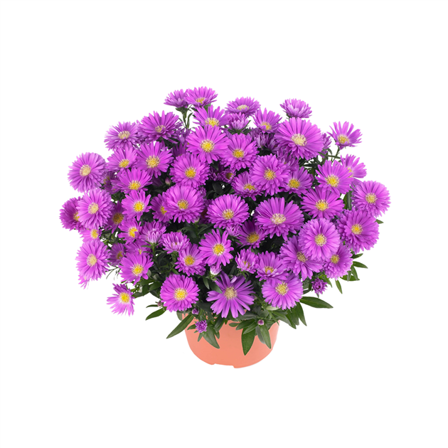 Glattblatt-Aster 'Magic Pink', Aster novi-belgii