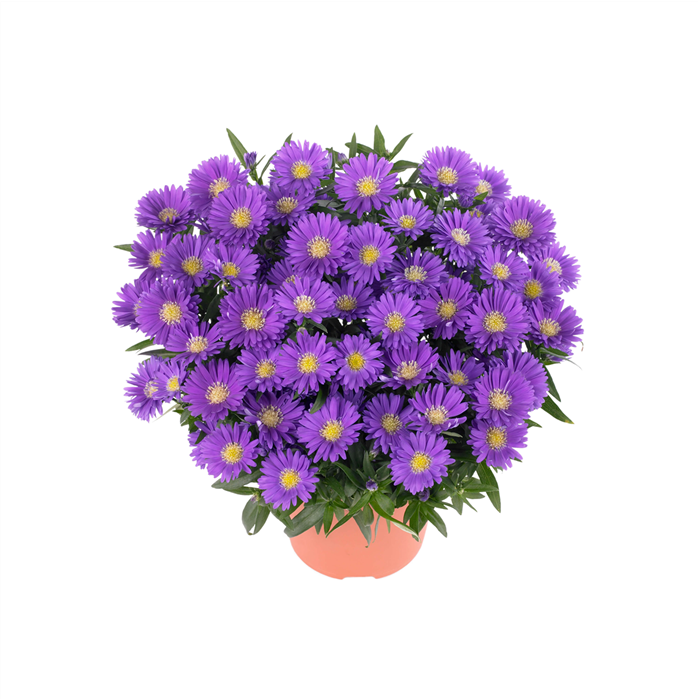 Glattblatt-Aster 'Magic Purple', Aster novi-belgii