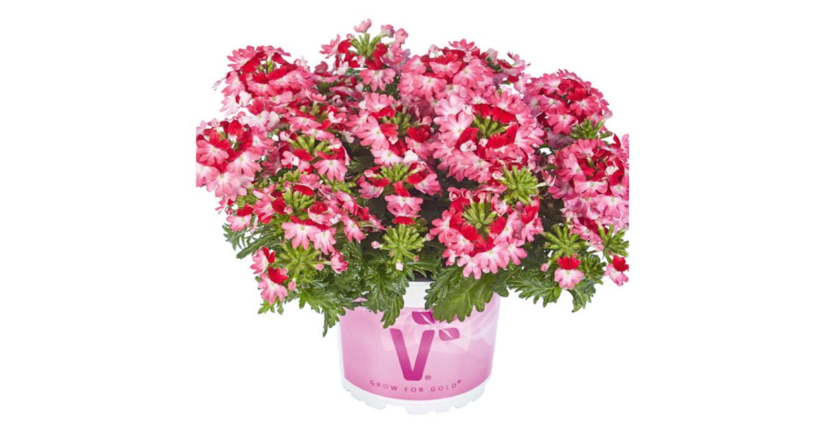 Verbene Vectura® Red Wing Verbena X Peruviana