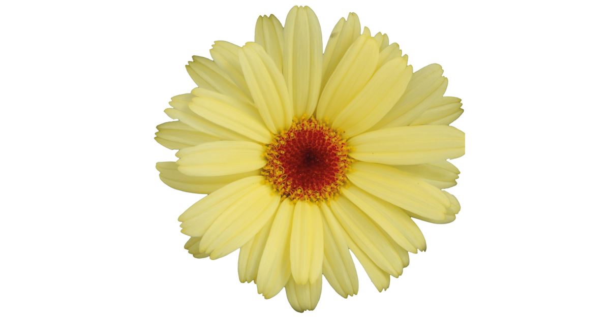 Strauchmargerite Aramis® 'Lemon Eye', Argyranthemum frutescens