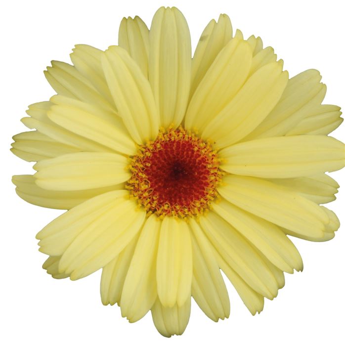 Strauchmargerite Aramis® 'Lemon Eye', Argyranthemum frutescens