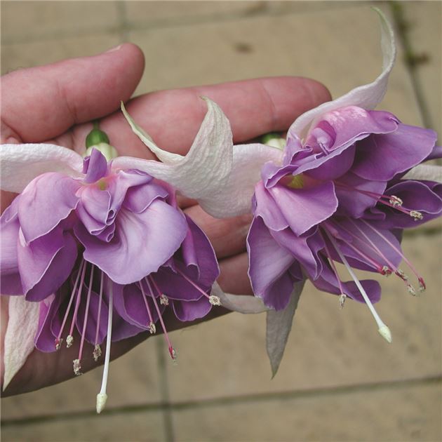 Hänge-Fuchsie 'Quasar', Fuchsia cultivars