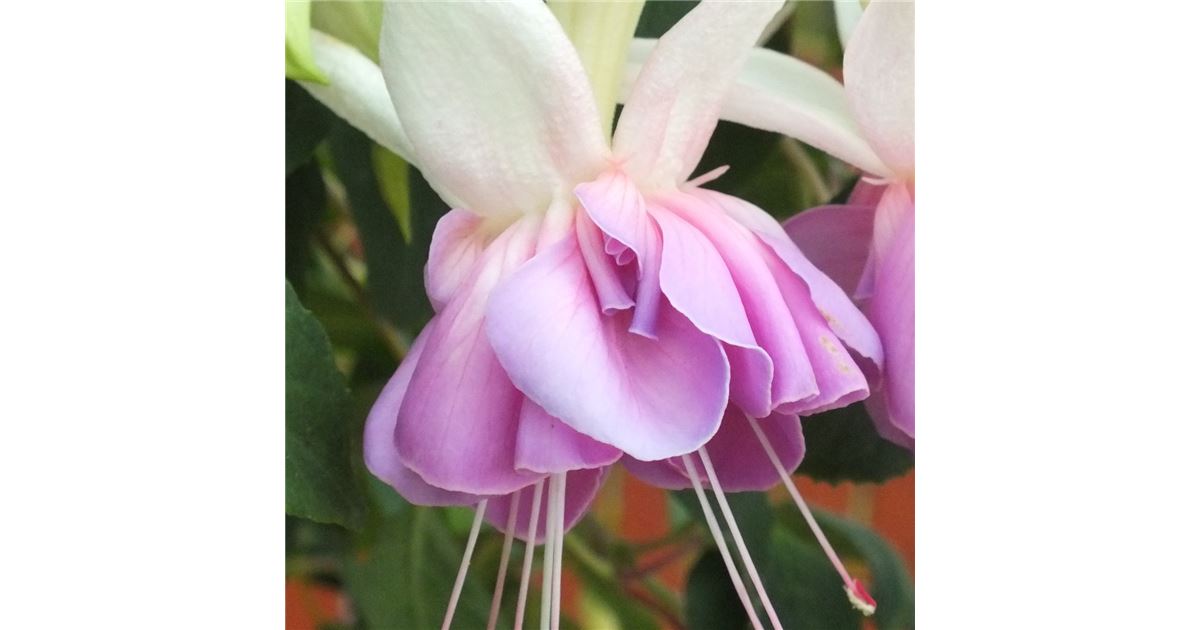 Hänge-Fuchsie 'Quasar', Fuchsia cultivars