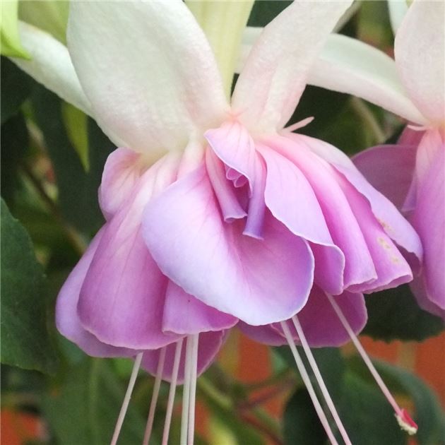 Hänge-Fuchsie 'Quasar', Fuchsia cultivars