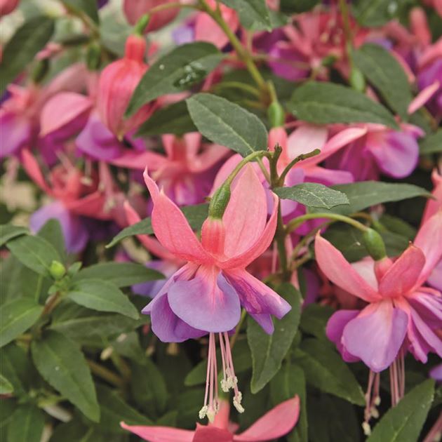 Hänge-Fuchsie Leonita 'Double Rose-Blue', Fuchsia cultivars