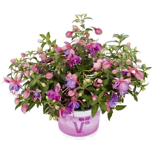 Hänge-Fuchsie Leonita 'Double Rose-Blue', Fuchsia cultivars