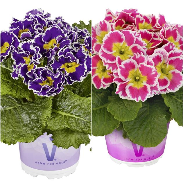 Zuckergussprimel-Set 'Light and Dark', Primula vulgaris