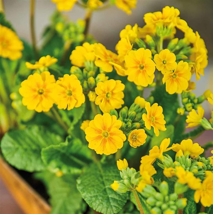 Gold-Schlüsselblume 'Solaris® Gold', Primula veris