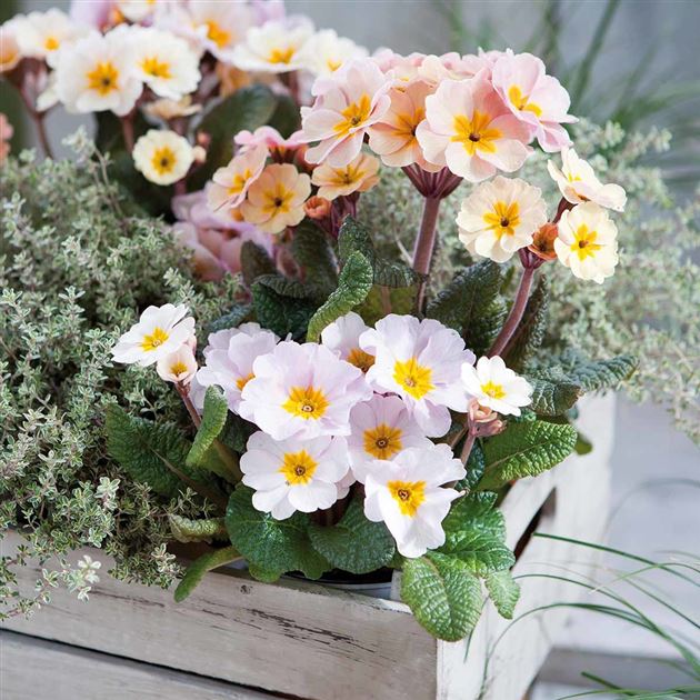 Eis-Primel 'Peach Melba', Primula elatior