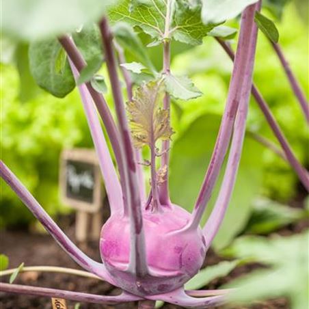 Fabelhafte Kohlrabi Wie Tief Pflanzen Fotos