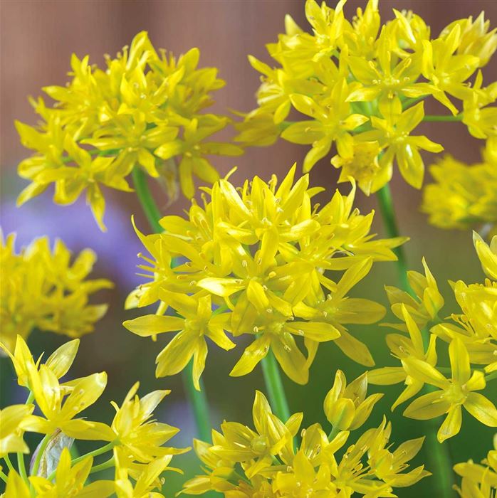 Allium 'Moly', Allium hybrid