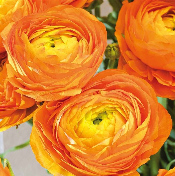 Ranunkel 'Orange', Ranunculus x asiaticus