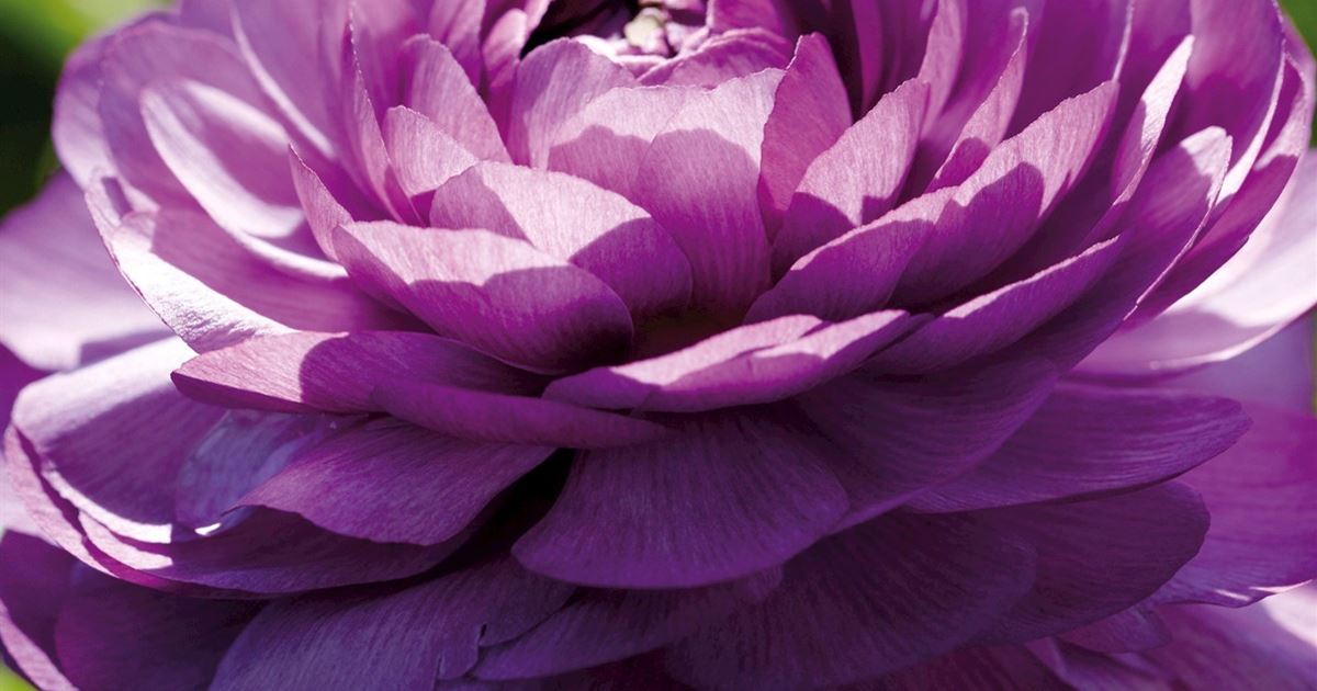 Ranunkel 'Purple', Ranunculus x asiaticus