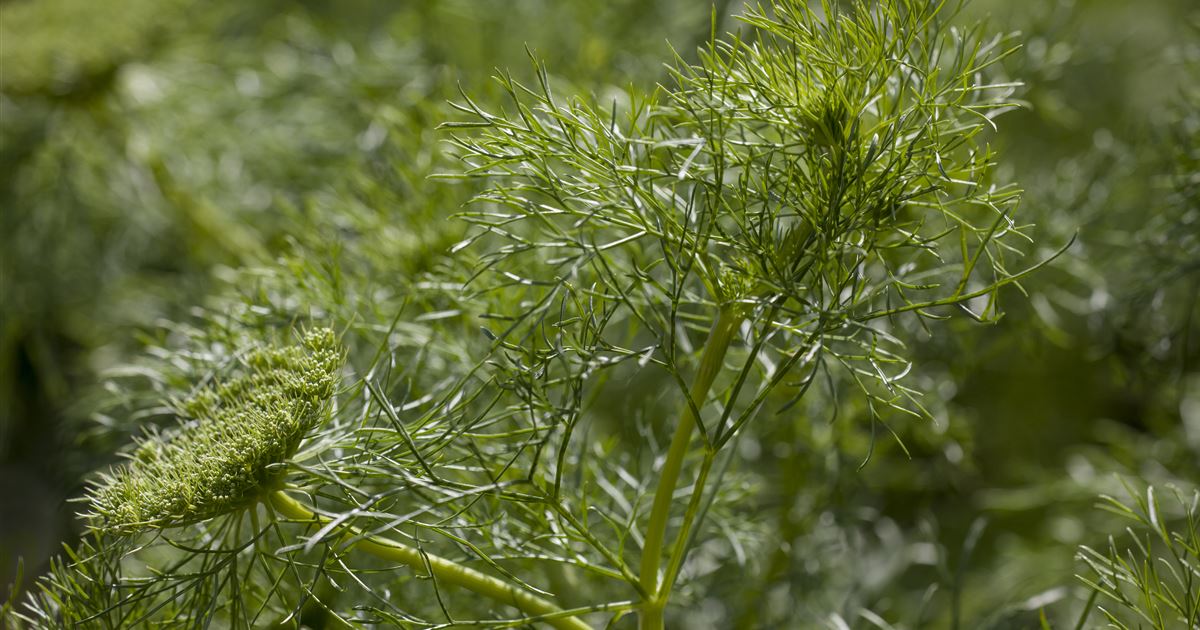Dill 'Mammut', Anethum graveolens