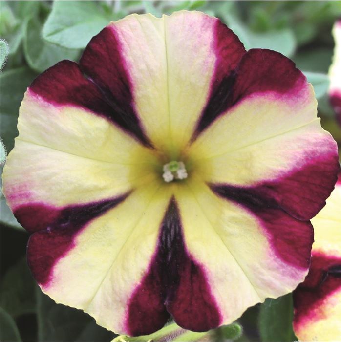 Hänge-Petunie 'Fortado® Burgundy Vanilla', Petunia x atkinsiana