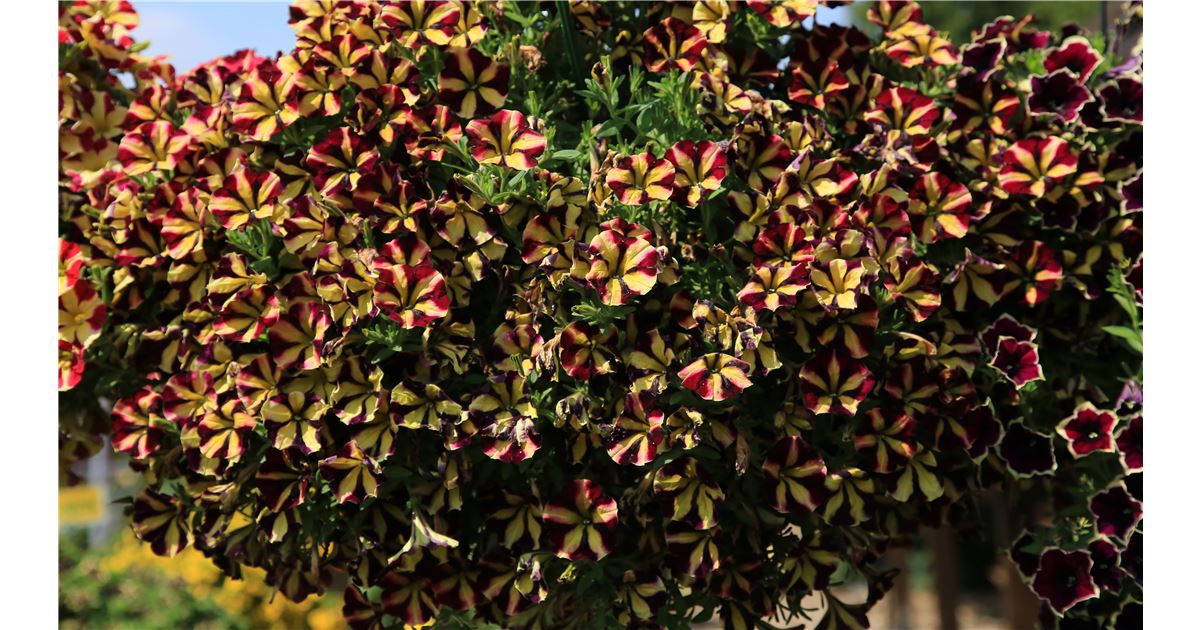Hänge-Petunie 'Fortado® Burgundy Vanilla', Petunia x atkinsiana