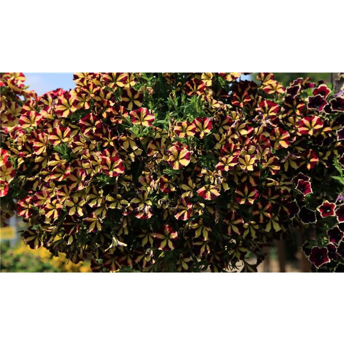 Hänge-Petunie 'Fortado® Burgundy Vanilla', Petunia x atkinsiana