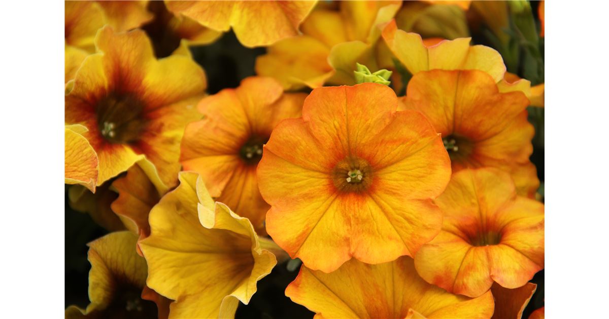 Hänge-Petunie 'Fortado® Special Mango', Petunia x atkinsiana
